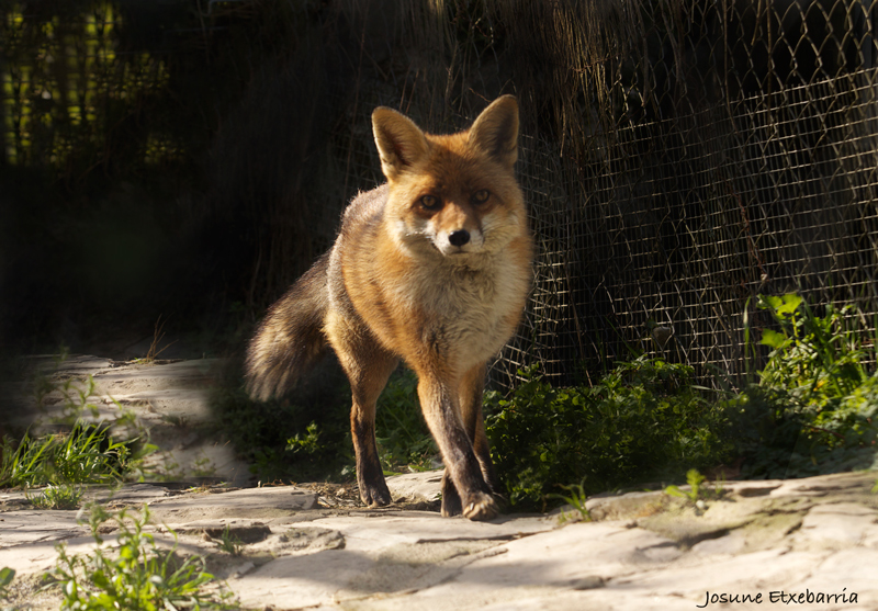 El mito de la Jarjacha